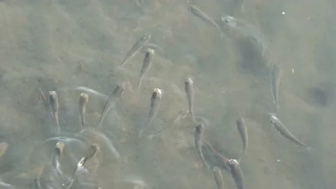 A school of little fish spotted in a pud... | Stock Video | Pond5