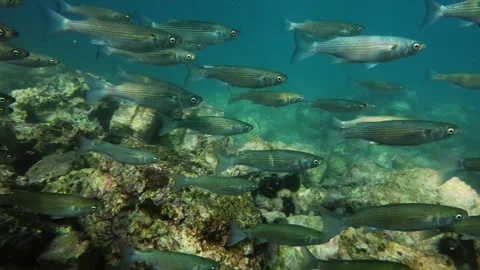 Mullet Fish Stock Footage ~ Royalty Free Stock Videos | Pond5
