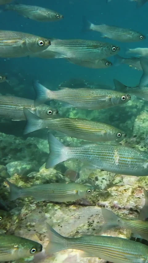 Mullet Fish Stock Footage ~ Royalty Free Stock Videos | Pond5