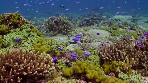 Amongst Woman Stock Videos – Royalty-Free HD & 4K Videos | Pond5