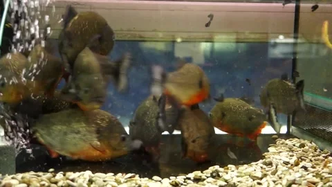 School Fights Red Stock Videos – Royalty-Free HD & 4K Videos | Pond5