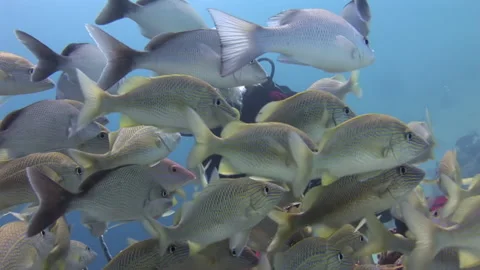 Red Snapper Video Stock Videos – Royalty-Free HD & 4K Videos | Page 2