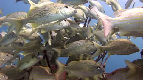 Red Snapper Video Stock Videos – Royalty-Free HD & 4K Videos | Page 2