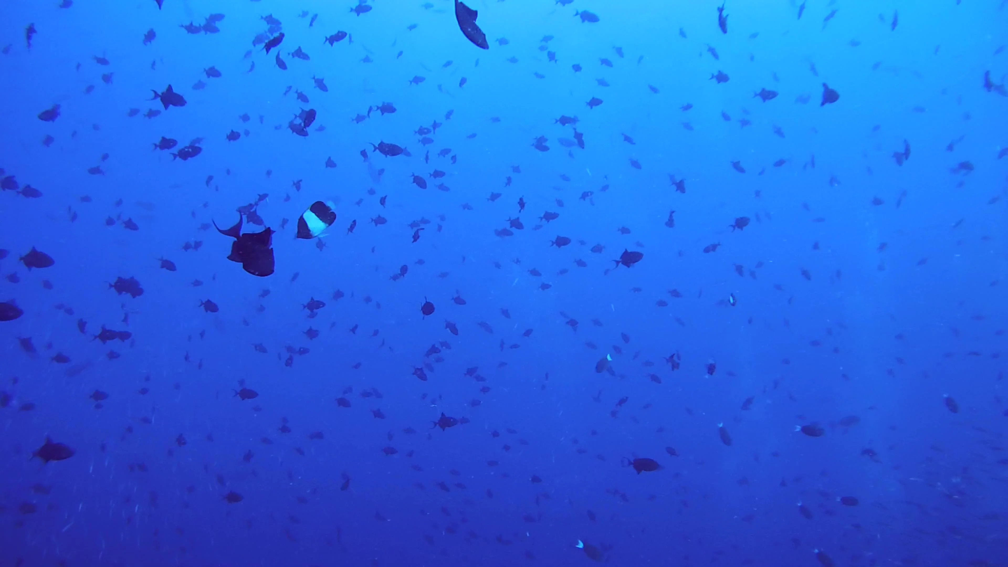 Red Tooth Triggerfish