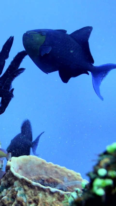 Redtooth Triggerfish Stock Footage ~ Royalty Free Stock Videos | Pond5