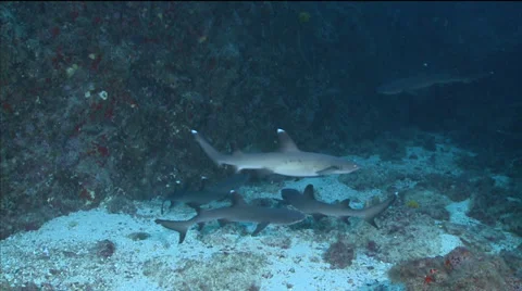 Two Sharks Swimming Stock Videos – Royalty-Free HD & 4K Videos | Page 3