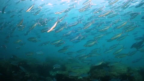 School of reflective fish swimming over ... | Stock Video | Pond5