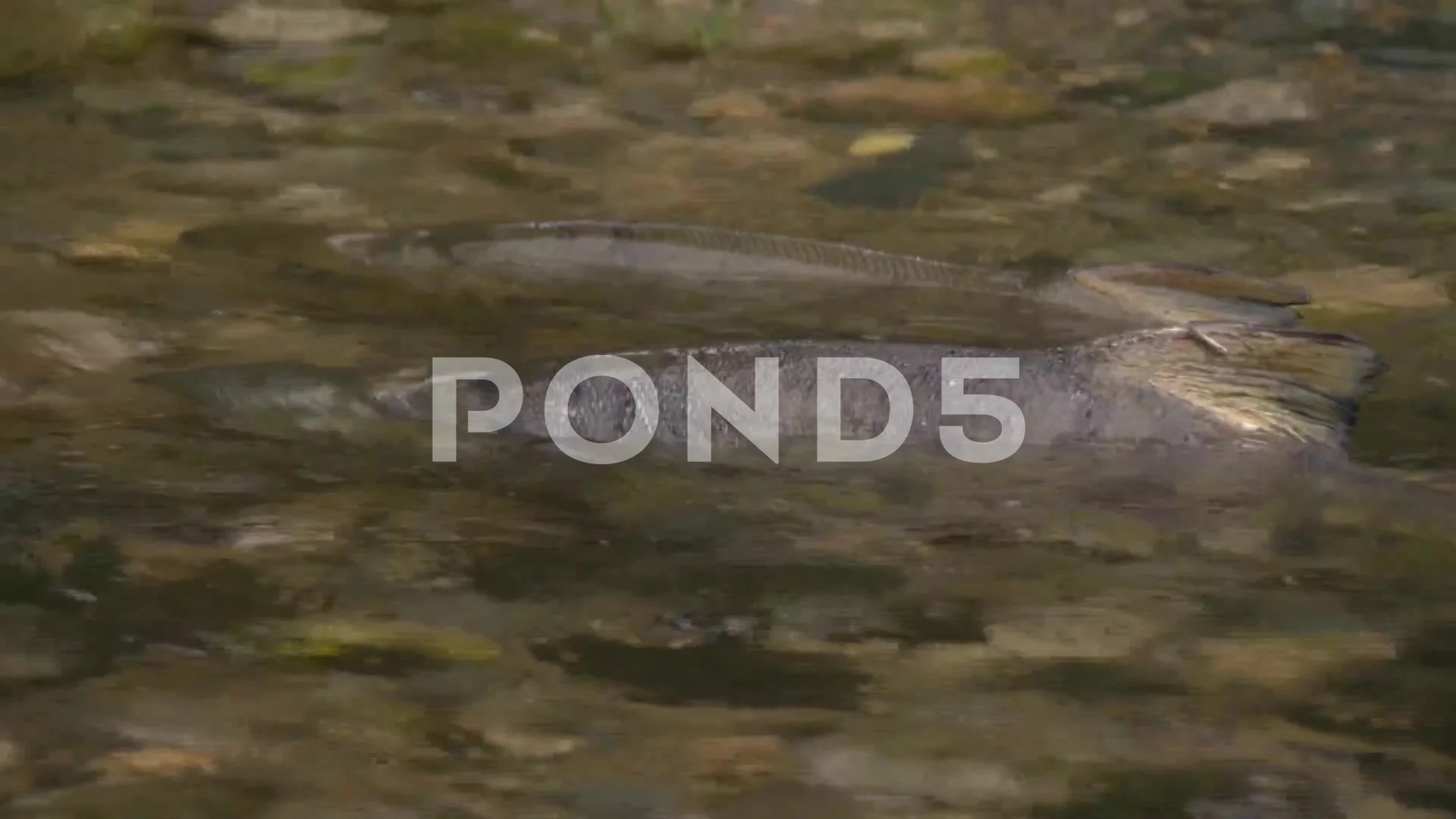 Salmon Swims Against Current Best Sale | emergencydentistry.com