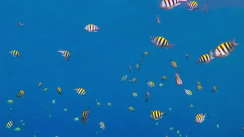School of sergeant fish swimming in the ... | Stock Video | Pond5