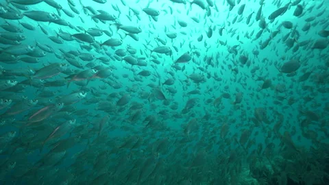 A school of silver fish swarm around the... | Stock Video | Pond5