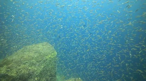 School of small fish bait ball feeding | Stock Video | Pond5