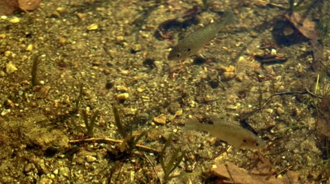 School of small sunfish in a shallow are... | Stock Video | Pond5