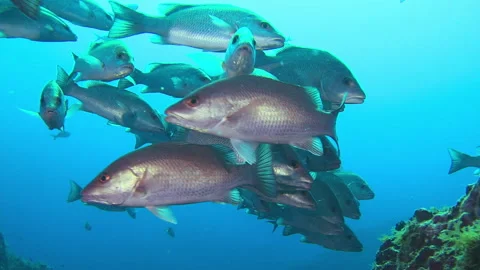 Overfishing Stock Video Footage | Royalty Free Overfishing Videos | Pond5