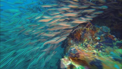 Philippines School Stock Video Footage | Royalty Free Philippines ...