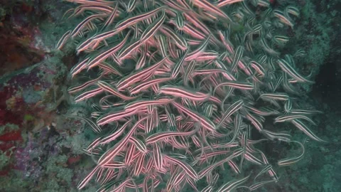 Philippines School Stock Video Footage | Royalty Free Philippines ...