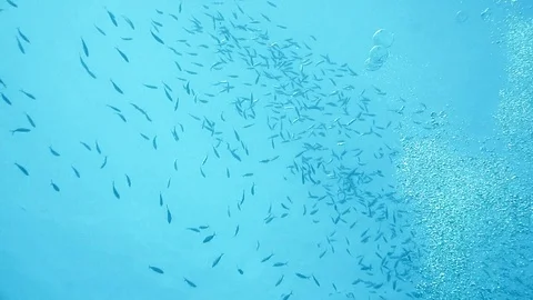 A school of striped Mackerel feeding in ... | Stock Video | Pond5