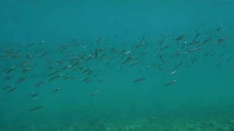 School of tiny shiny fish swimming fast ... | Stock Video | Pond5