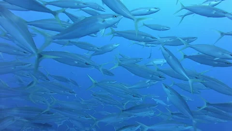 School of tuna fish on blue background o... | Stock Video | Pond5
