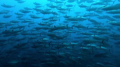 School Of Tuna Stock Videos – Royalty-Free HD & 4K Videos