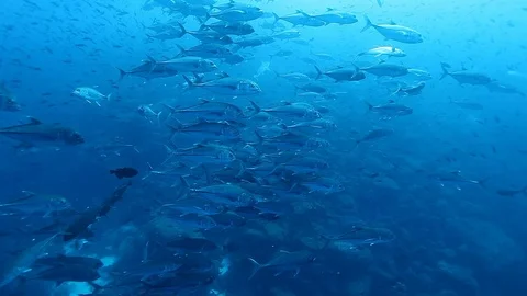 School Of One Stock Videos – Royalty-Free HD & 4K Videos