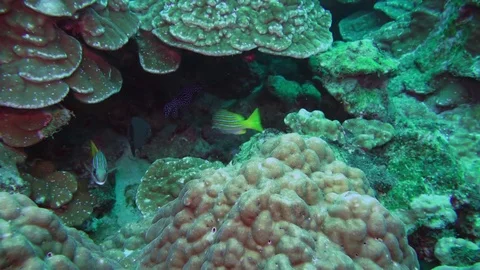School of yellow striped Kashmiri snappe... | Stock Video | Pond5