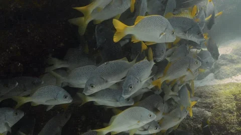 School of yellow tailed grunt by unders... | Stock Video | Pond5