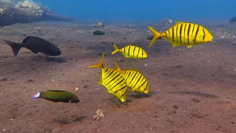 School of yellow trevally, pilot fish sw... | Stock Video | Pond5
