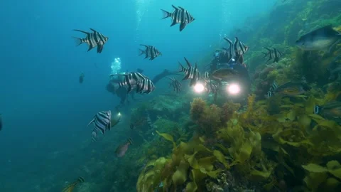 Schools of fish in clean ocean water 4k ... | Stock Video | Pond5