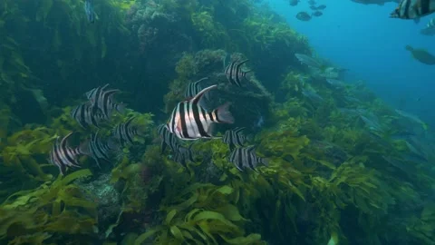 Schools of fish in clean ocean water 4k ... | Stock Video | Pond5