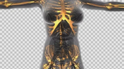 science anatomy of human body in x-ray w... | Stock Video | Pond5