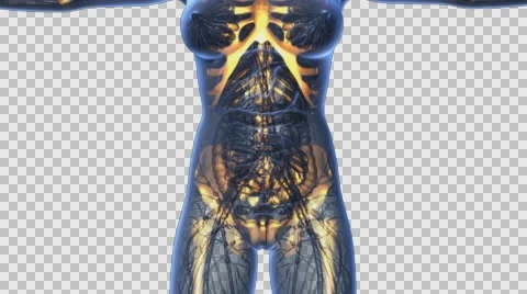 science anatomy of human body in x-ray w... | Stock Video | Pond5