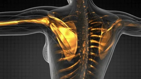 science anatomy of human body in x-ray w... | Stock Video | Pond5