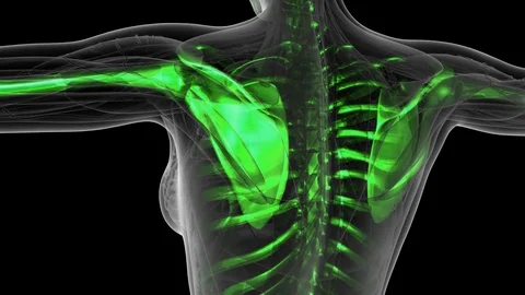 science anatomy of human body in x-ray w... | Stock Video | Pond5