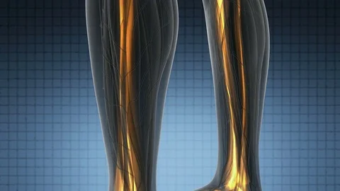 science anatomy of human body in x-ray w... | Stock Video | Pond5