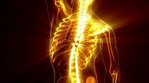 science anatomy of human body in x-ray w... | Stock Video | Pond5