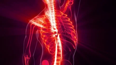 science anatomy of human body in x-ray w... | Stock Video | Pond5