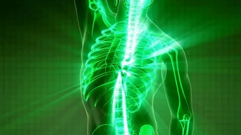 science anatomy of human body in x-ray w... | Stock Video | Pond5