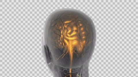 science anatomy of human brain in x-ray ... | Stock Video | Pond5