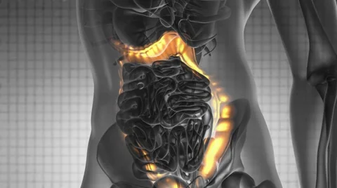 science anatomy scan of human colon glow... | Stock Video | Pond5