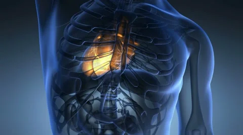 science anatomy scan of human heart glow... | Stock Video | Pond5