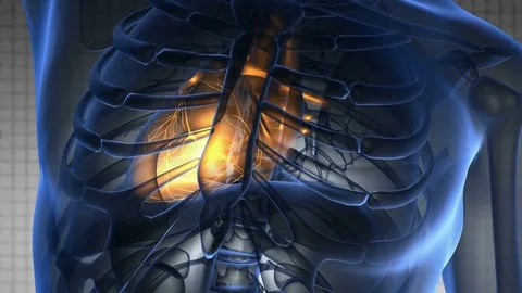 science anatomy scan of human heart glow... | Stock Video | Pond5
