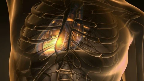science anatomy scan of human heart glow... | Stock Video | Pond5