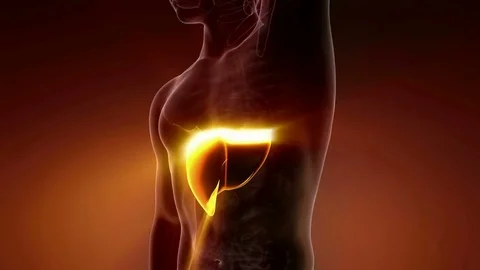 science anatomy scan of human liver glow... | Stock Video | Pond5