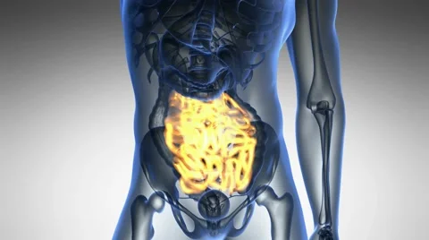 science anatomy scan of human small inte... | Stock Video | Pond5