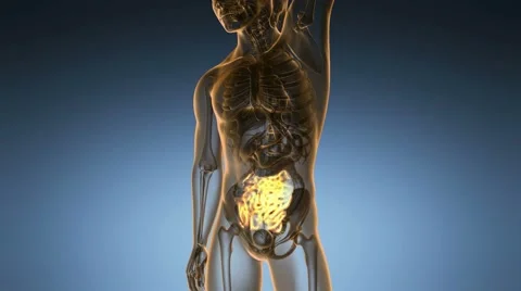 science anatomy scan of human small inte... | Stock Video | Pond5