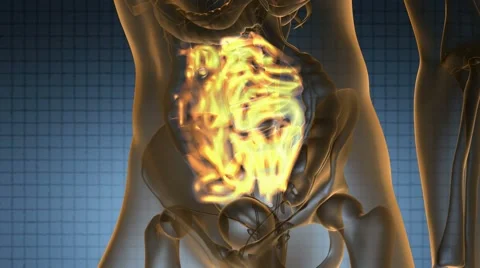 science anatomy scan of human small inte... | Stock Video | Pond5
