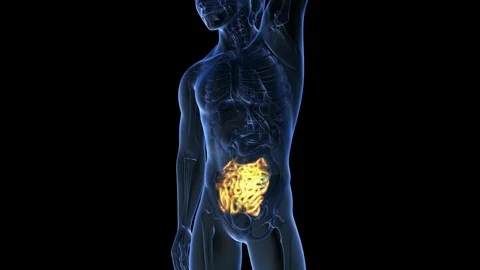 science anatomy scan of human small inte... | Stock Video | Pond5