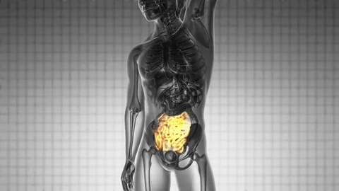 science anatomy scan of human small inte... | Stock Video | Pond5