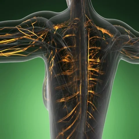 science anatomy scan of woman heart and ... | Stock Video | Pond5