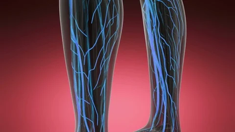 Science Anatomy Scan Of Woman Heart And ... | Stock Video | Pond5